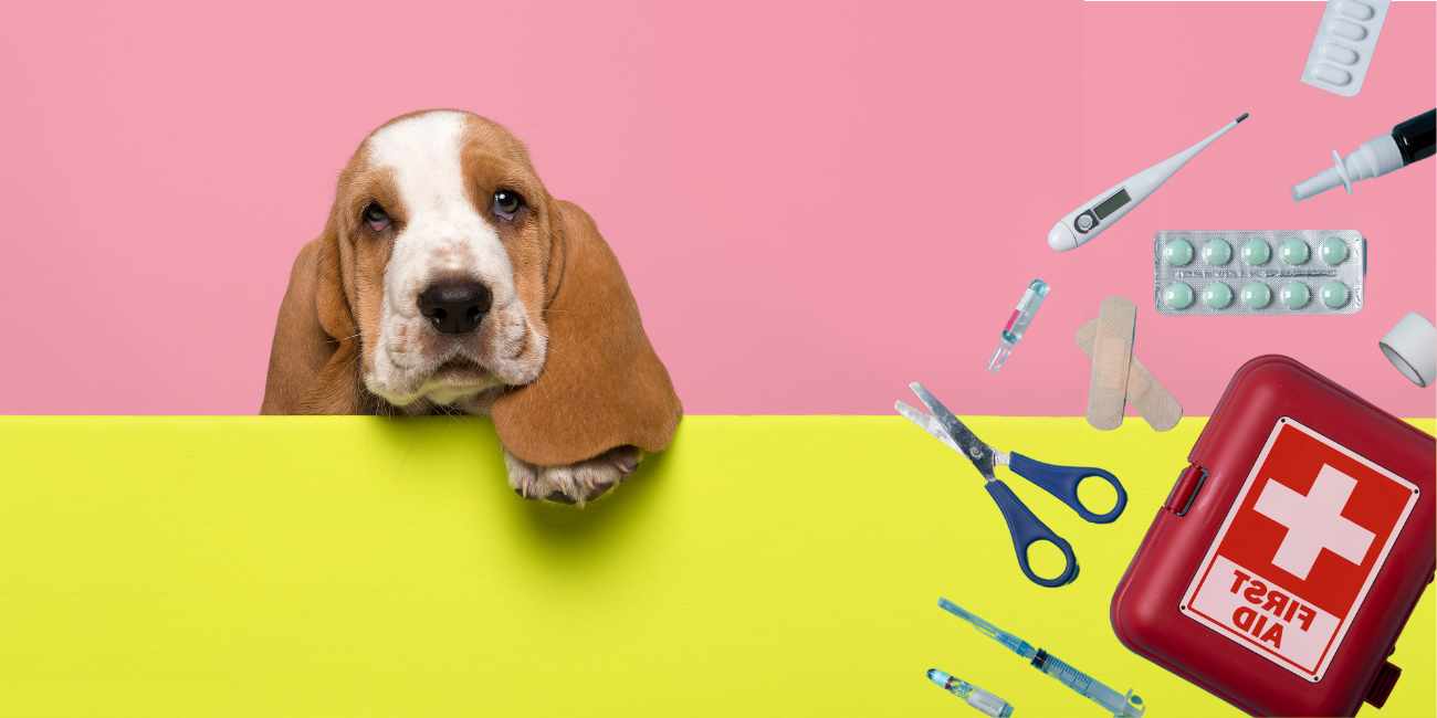 Emergency First Aid For Pets -Know Your Basics- At Buddy's Paws & Claws