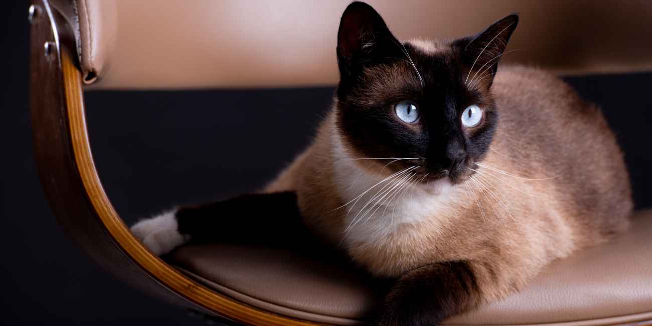 Siamese Cat - the History of This Beautiful Breed – At Buddy's Paws & Claws